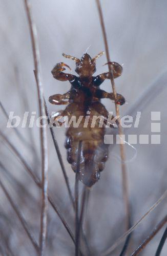 blickwinkel - Kopflaus, Kopf-Laus (Pediculus capitis, Pediculus humanus ...