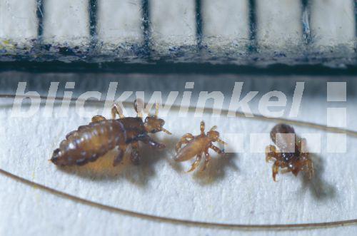blickwinkel - Kopflaus, Kopf-Laus (Pediculus capitis, Pediculus humanus ...