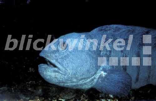 blickwinkel - Seewolf, Gestreifter Seewolf, Kattfisch, Katfisch ...