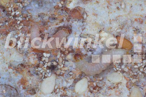blickwinkel - Mehlmotte (Ephestia kuehniella, Anagasta kuehniella ...