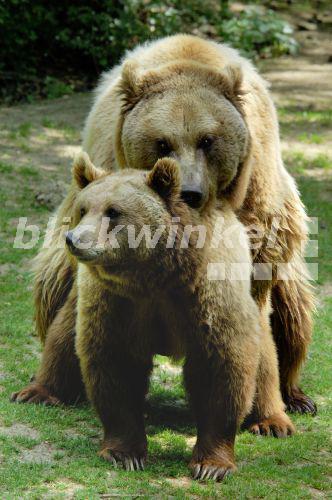 blickwinkel - Braunbaer, Braun-Baer (Ursus arctos), Paar bei der ...
