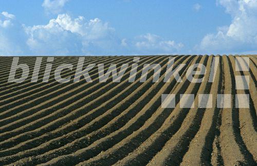 blickwinkel - Spargelfeld, Deutschland, Baden-Wuerttemberg - asparagus ...