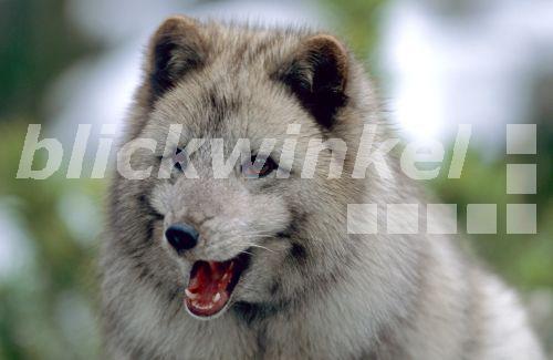 blickwinkel - Eisfuchs, Polarfuchs (Hbz. Weissfuchs/Blaufuchs) (Alopex ...