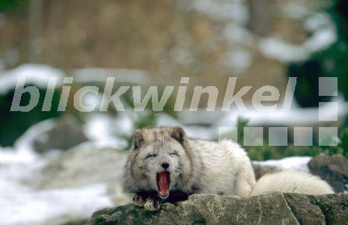blickwinkel - Eisfuchs, Polarfuchs (Hbz. Weissfuchs/Blaufuchs) (Alopex ...