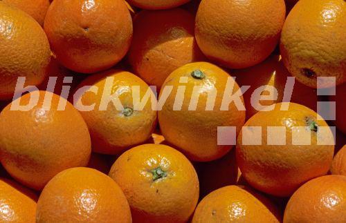 blickwinkel - Orange, Apfelsine (Citrus sinensis), Fruechte - orange ...