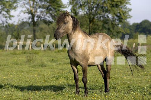 blickwinkel - Duelmener Wildpferd, Duelmener Pony (Equus przewalskii f ...