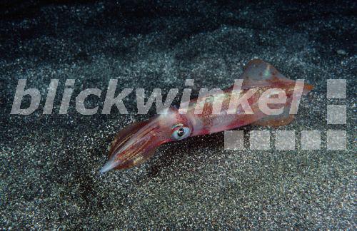 blickwinkel - Gemeiner Kalmar, Roter Gemeiner Kalmar (Loligo vulgaris ...