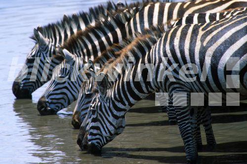 blickwinkel - Boehm-Zebra, Boehmzebra, Boehm-Steppenzebra ...