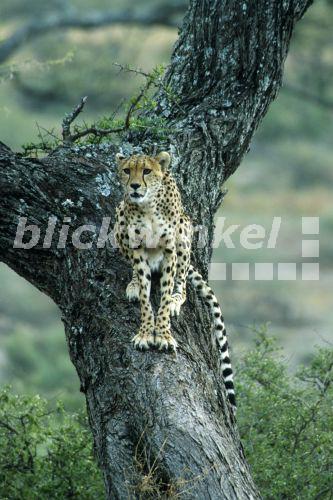 blickwinkel - Gepard (Acinonyx jubatus), sitzt auf Baum, Tansania ...