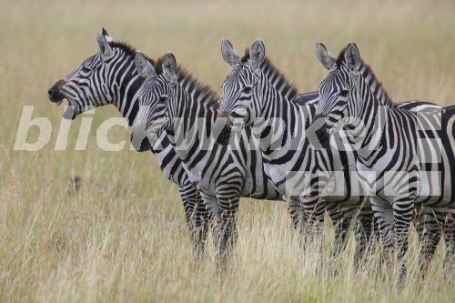 blickwinkel - Boehm-Zebra, Boehmzebra, Boehm-Steppenzebra ...