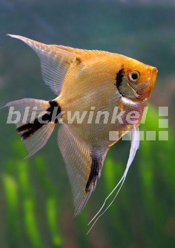 blickwinkel - Segelflosser, Skalar (Pterophyllum scalare) - freshwater ...