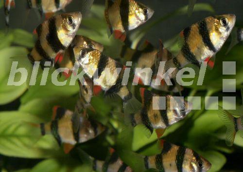blickwinkel - Sumatrabarbe, Vierguertelbarbe (Puntius tetrazona (Barbus ...