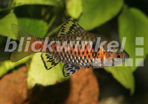 blickwinkel - Zweifleckbarbe, Zweipunktbarbe (Puntius ticto) - Two-Spot ...