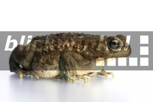 blickwinkel - Pantherkroete (Bufo regularis) - panther toad (Bufo ...