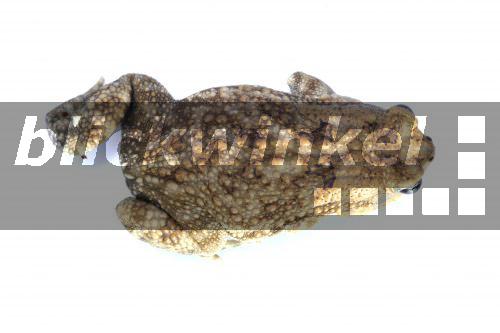 blickwinkel - Pantherkroete (Bufo regularis), von oben - panther toad ...