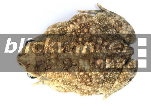 blickwinkel - Pantherkroete (Bufo regularis), von oben, sitzend ...