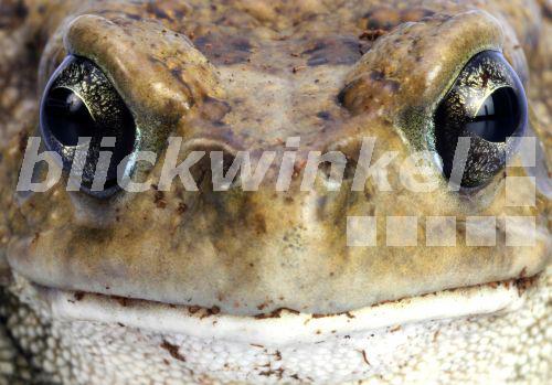 blickwinkel - Pantherkroete, Panther-Kroete (Bufo regularis), Portraet ...