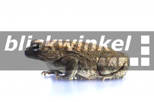 blickwinkel - Pantherkroete (Bufo regularis), kriechend - panther toad ...