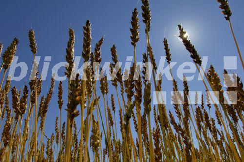 blickwinkel - Saat-Weizen, Weich-Weizen, Weizen, Saatweizen ...