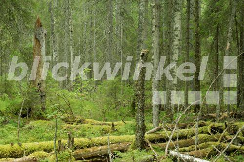 blickwinkel - Gemeine Fichte, Gewoehnliche Fichte (Picea abies ...