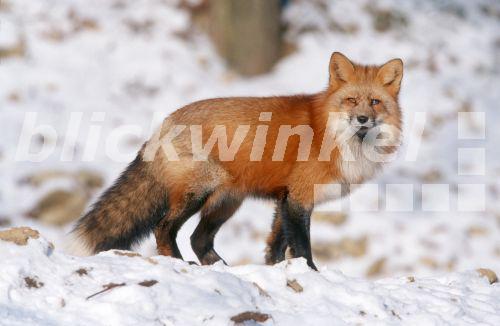 blickwinkel - Rotfuchs (Vulpes vulpes), Im Schnee, Deutschland, Baden ...