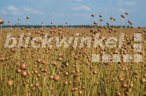 blickwinkel - Saatlein, Saat-Lein, Gemeiner Lein, Gewoehnlicher Lein ...