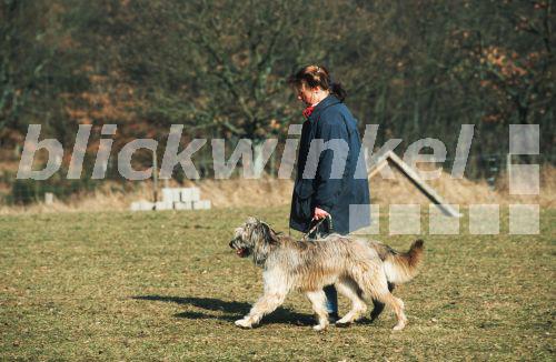 blickwinkel - Haushund (Canis lupus f. familiaris), laeuft konzentriert ...