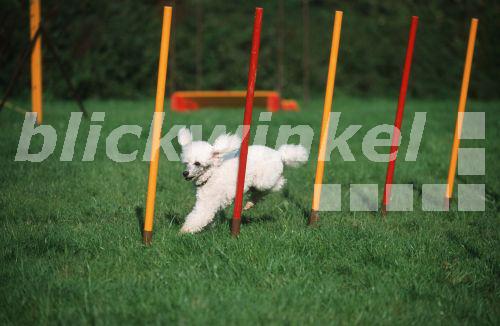 blickwinkel - Pudel, Caniche (Canis lupus f. familiaris), beim Agility ...