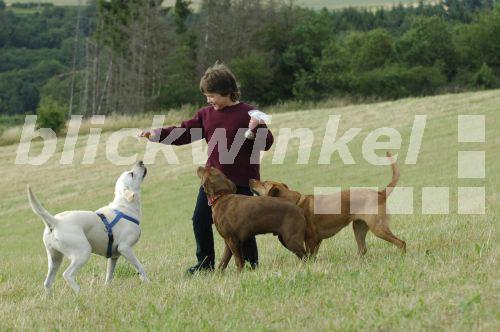 blickwinkel - Haushund (Canis lupus f. familiaris), Kind mit drei ...