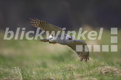 blickwinkel - Habicht (Accipiter gentilis), im Flug, Vogel des Jahres ...