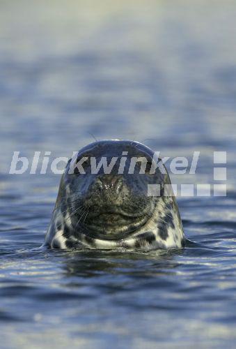 blickwinkel - Kegelrobbe, Kegel-Robbe (Halichoerus grypus), taucht auf ...