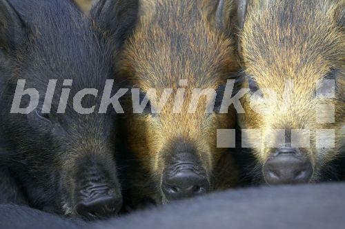 blickwinkel - Wildschwein, Wild-Schwein, Schwarzwild (Sus scrofa ...