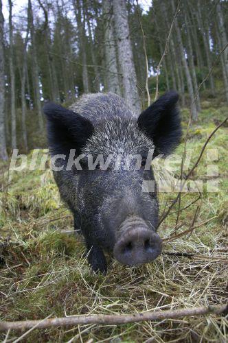 blickwinkel - Wildschwein, Wild-Schwein, Schwarzwild (Sus scrofa), In ...