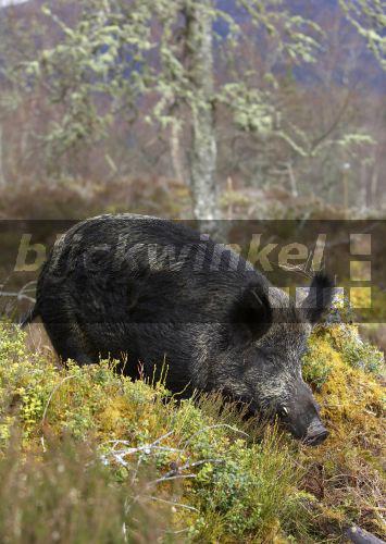 blickwinkel - Wildschwein, Wild-Schwein, Schwarzwild (Sus scrofa), in ...