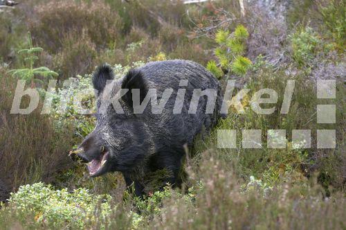 blickwinkel - Wildschwein, Wild-Schwein, Schwarzwild (Sus scrofa), in ...