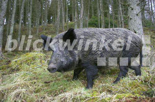 blickwinkel - Wildschwein, Wild-Schwein, Schwarzwild (Sus scrofa), im ...