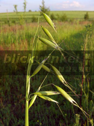 blickwinkel - Flug-Hafer, Flughafer (Avena fatua), Rispe, Polen - wild ...