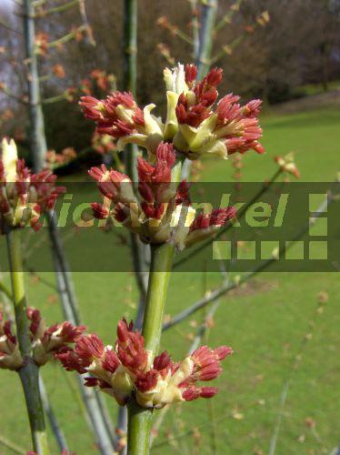 blickwinkel - Eschen-Ahorn, Eschenahorn (Acer negundo), bluehender ...