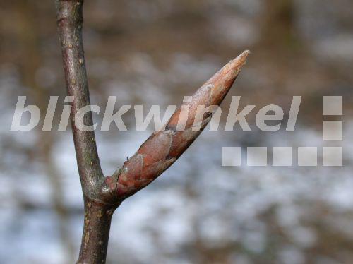 blickwinkel - Rotbuche, Rot-Buche, Buche (Fagus sylvatica), Knospe im ...