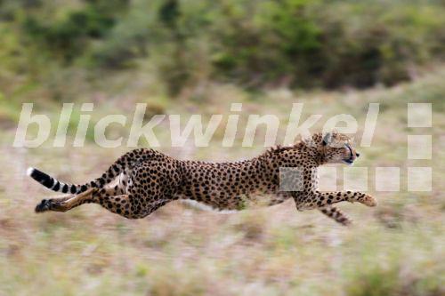 blickwinkel - Gepard (Acinonyx jubatus), rennend in Savanne ...
