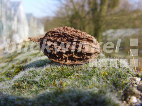 blickwinkel - Butternuss, Butter-Nuss (Juglans cinerea), Nuss aus Moos ...
