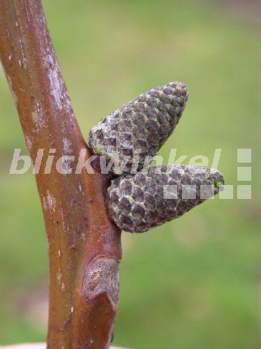 blickwinkel - Echte Walnuss, Echte Wal-Nuss, Walnuss, Wal-Nuss ...