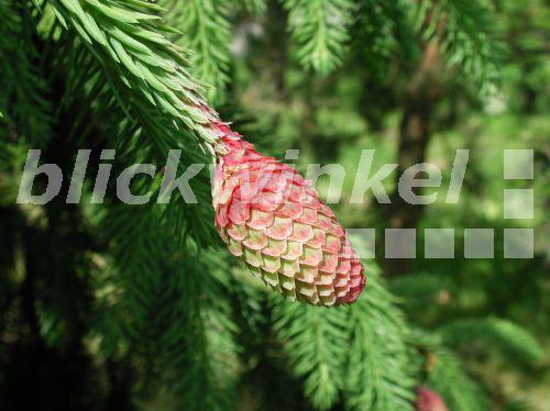 blickwinkel - Gemeine Fichte, Rottanne, Gewoehnliche Fichte (Picea ...