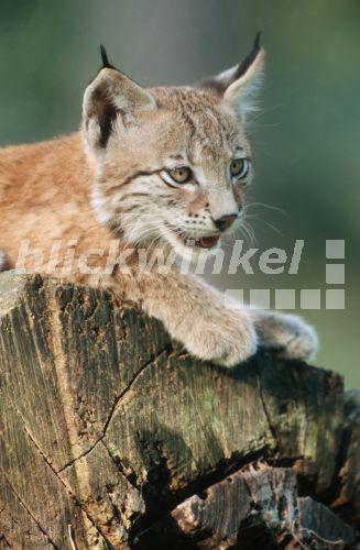blickwinkel - Eurasischer Luchs, Europaeischer Luchs (Lynx lynx ...