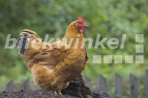 blickwinkel - Haushuhn (Gallus gallus f. domestica), Henne auf dem ...
