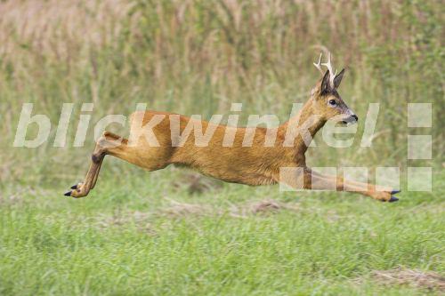 blickwinkel - Europaeisches Reh (Capreolus capreolus), im Sprung ...