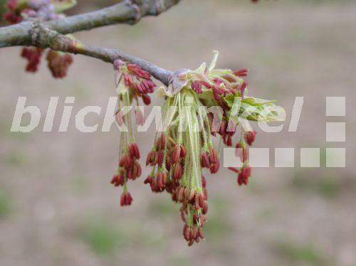 blickwinkel - Eschen-Ahorn, Eschenahorn (Acer negundo), maennliche ...