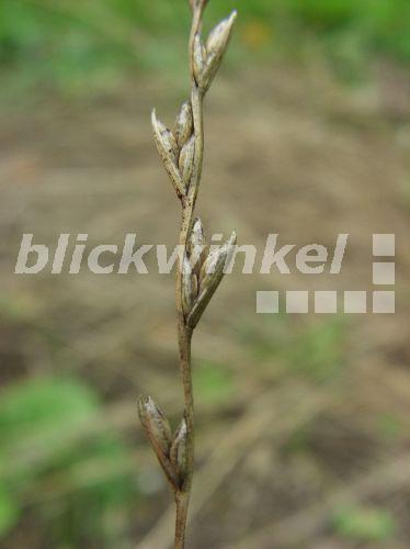 blickwinkel - Lein-Lolch, Leinloch (Lolium remotum), Fruchtstand ...