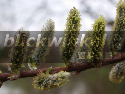 blickwinkel - Korb-Weide, Korbweide (Salix viminalis), Bluetenstaende ...