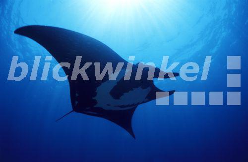 blickwinkel - Manta, Mantarochen, Riesenmanta, Grosser Teufelsrochen ...